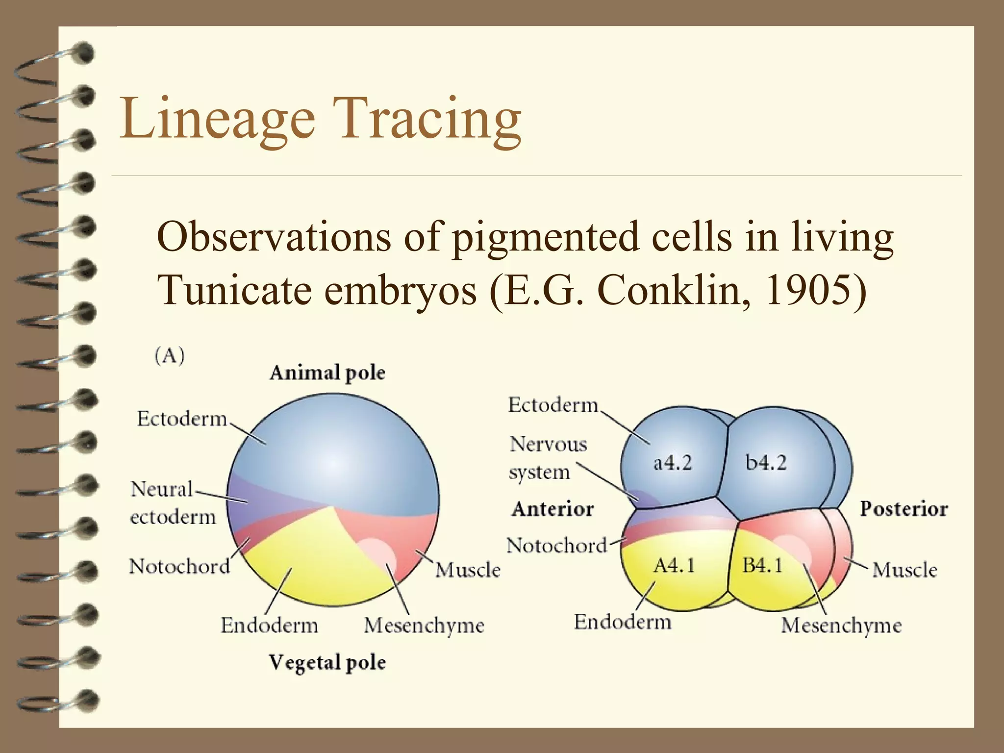 Introduction of development biology | PPT