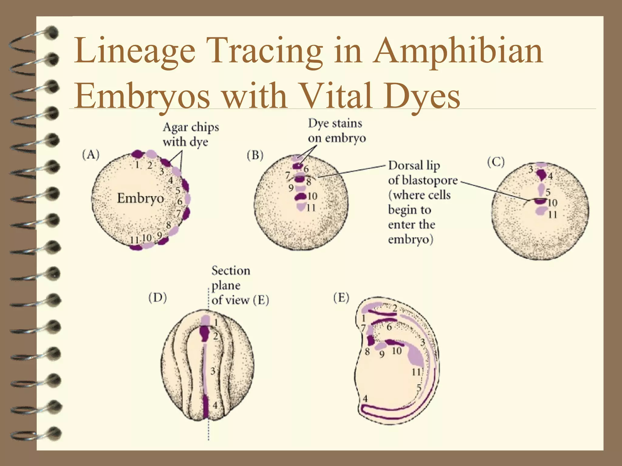Introduction of development biology | PPT
