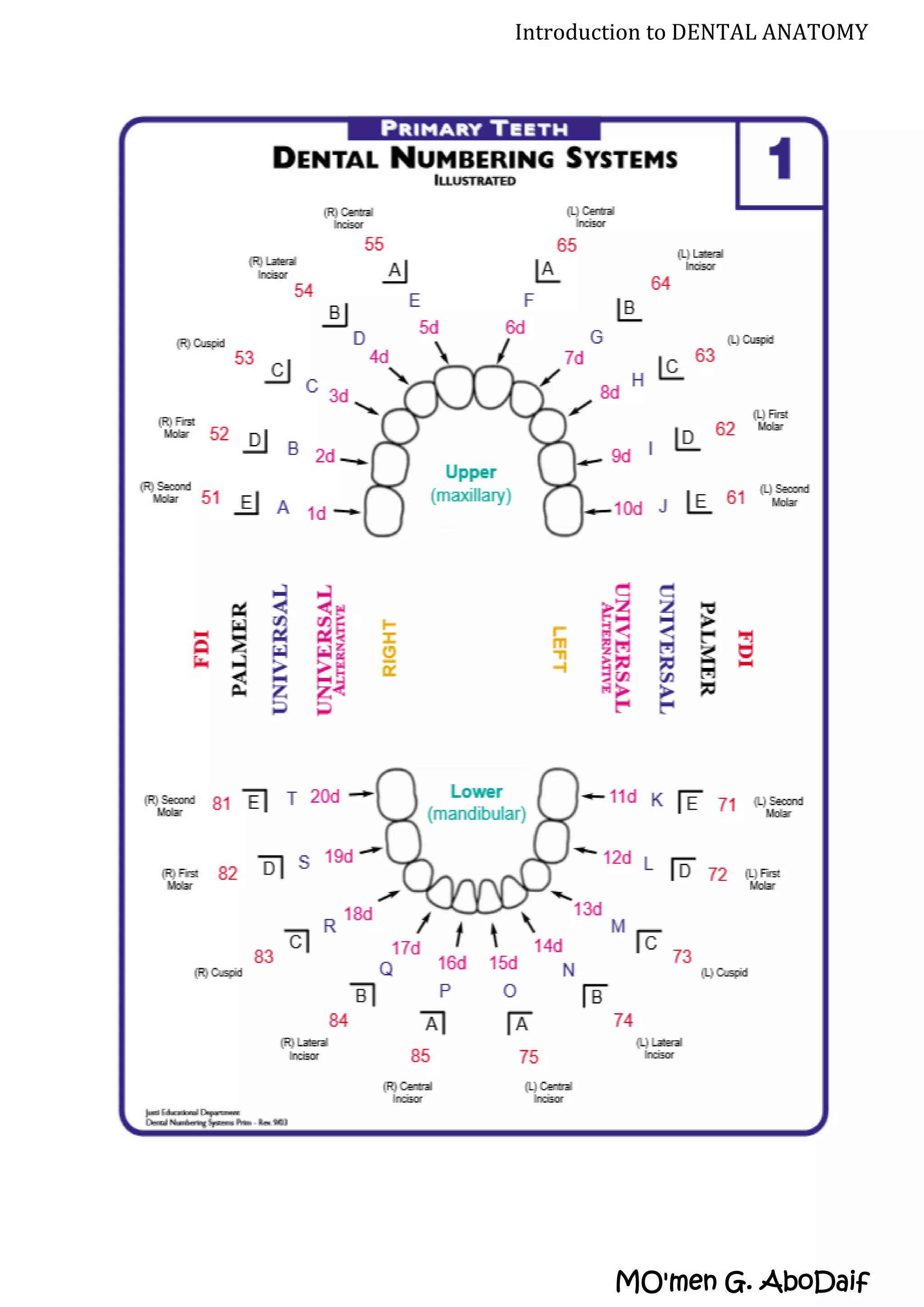 Introduction to Dental Anatomy | PDF