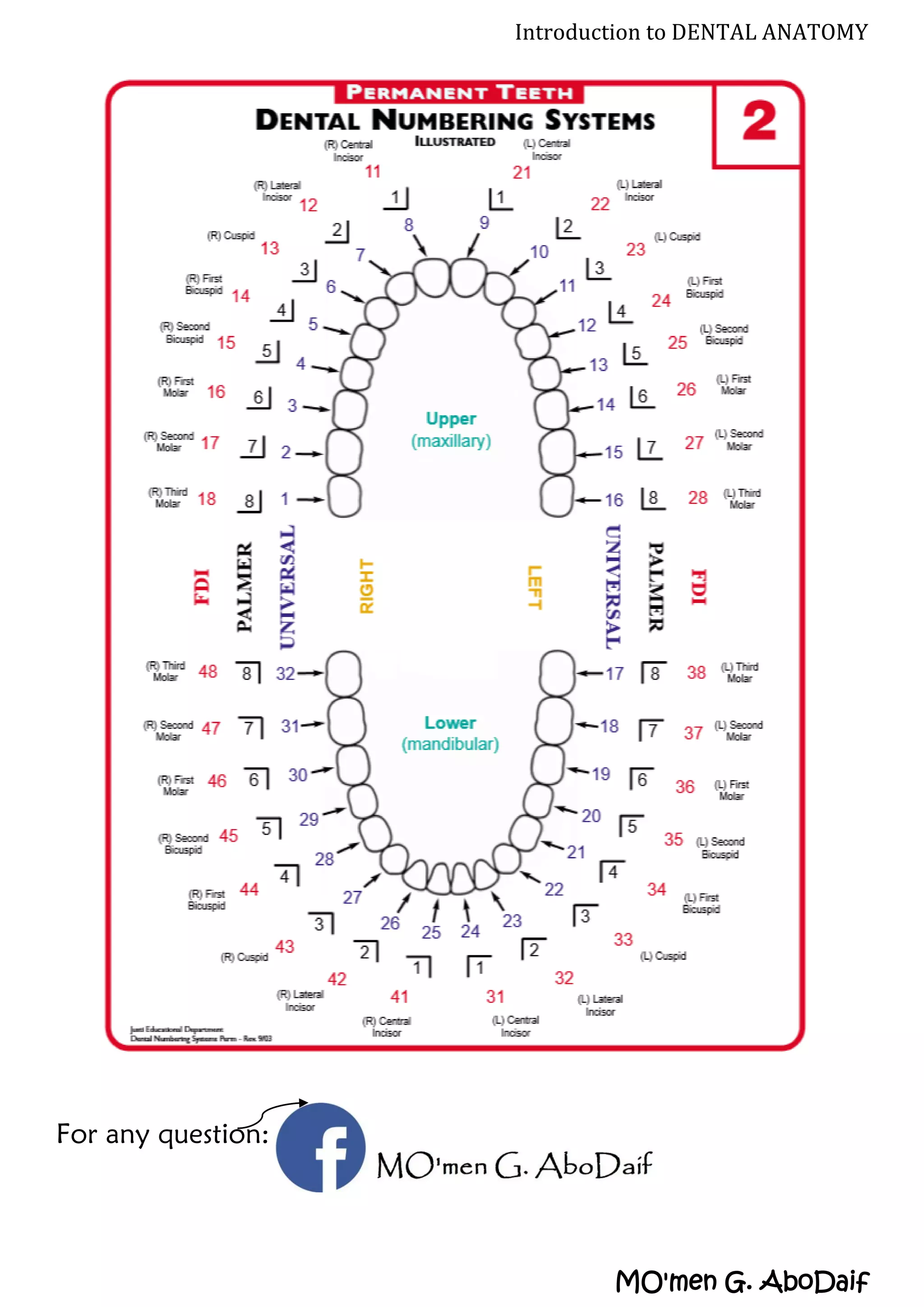 Introduction to Dental Anatomy | PDF