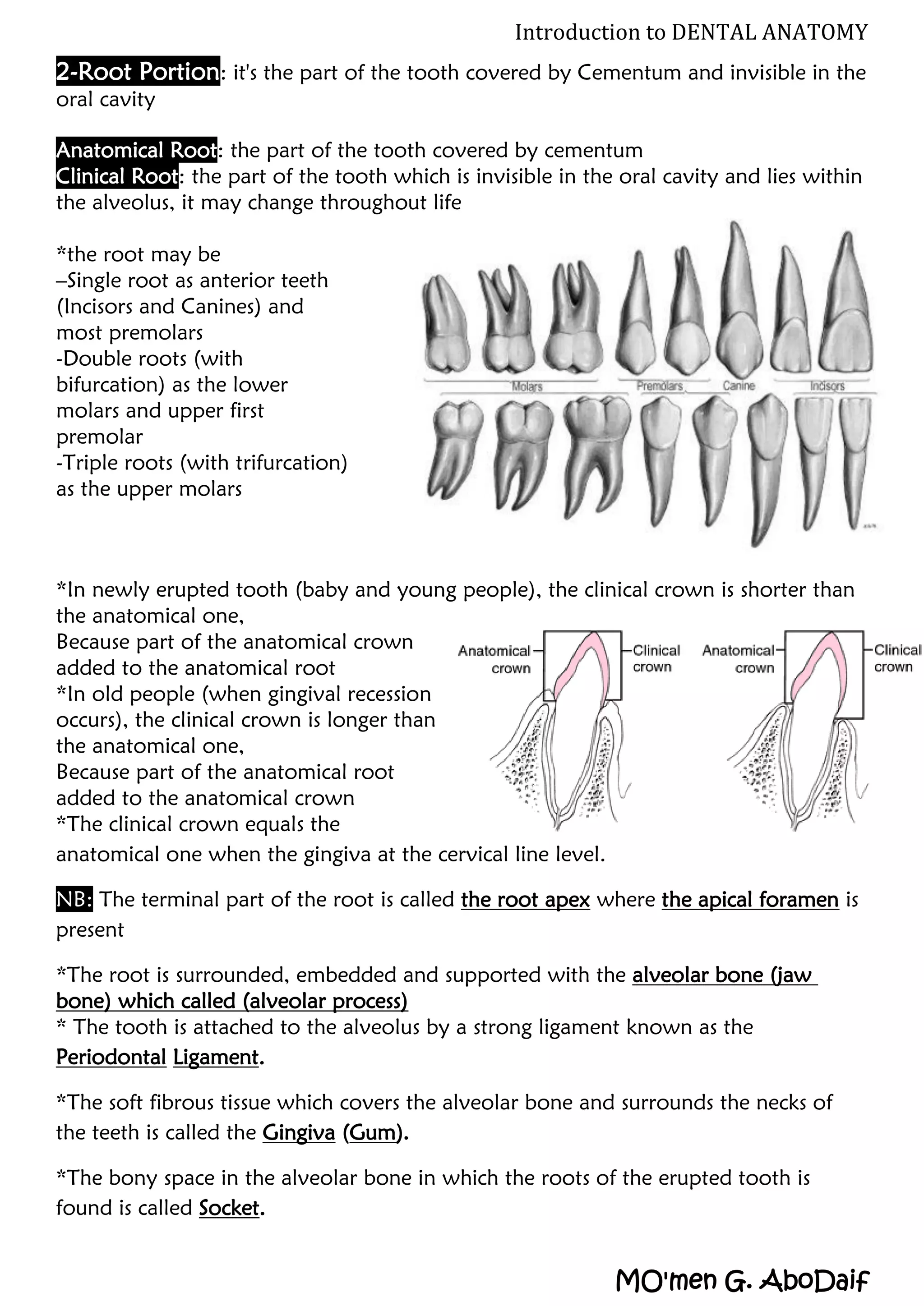 Introduction to Dental Anatomy | PDF