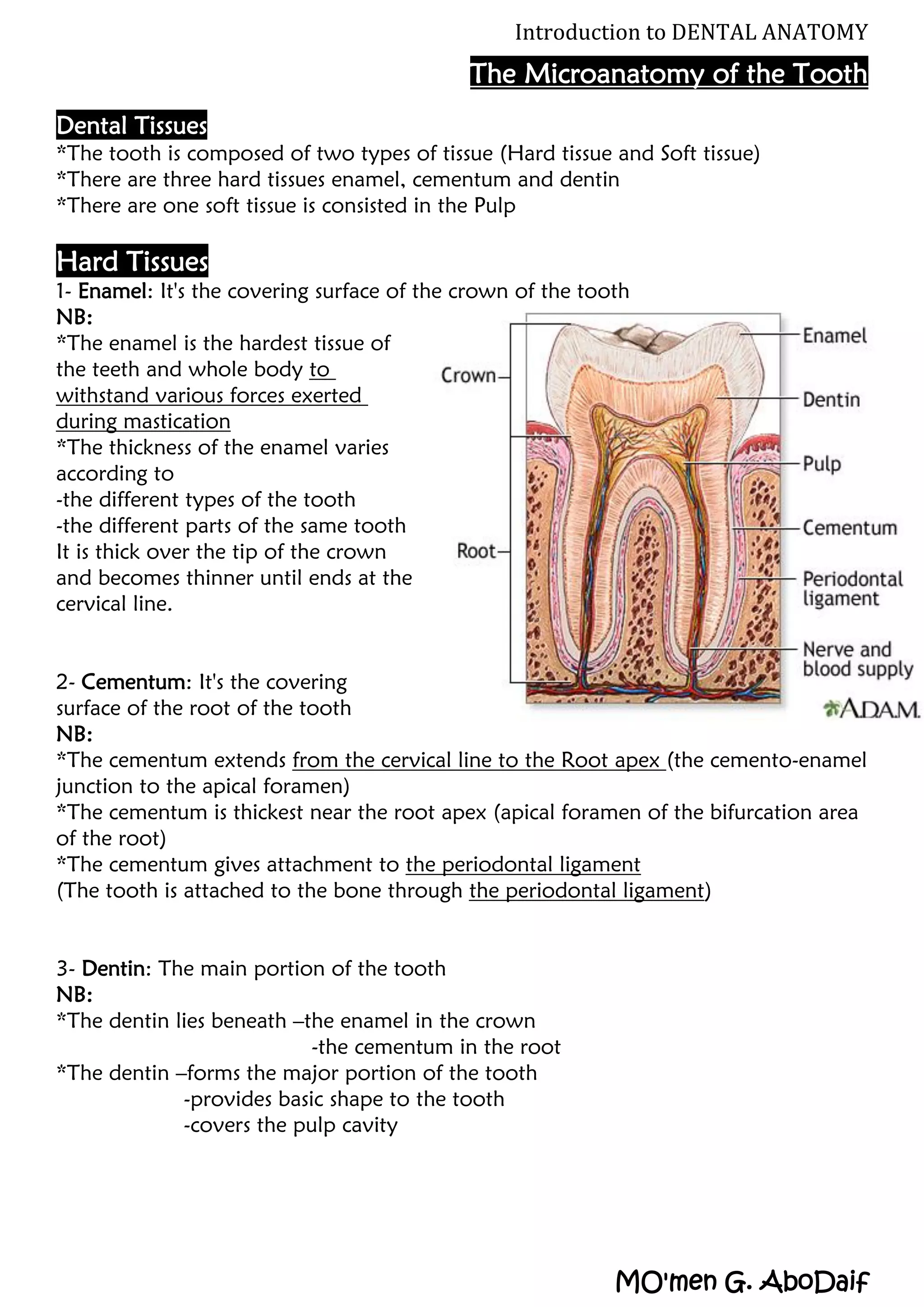 Introduction to Dental Anatomy | PDF