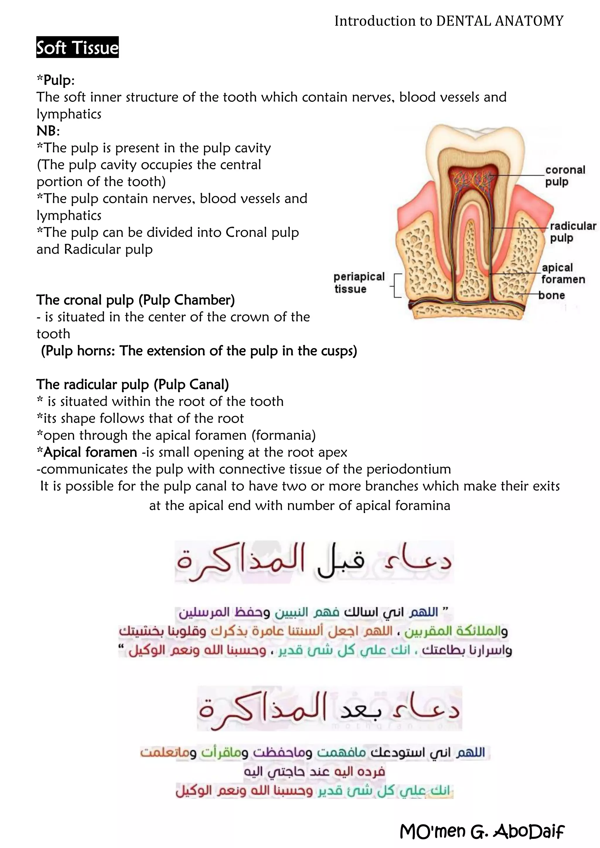 Introduction to Dental Anatomy | PDF