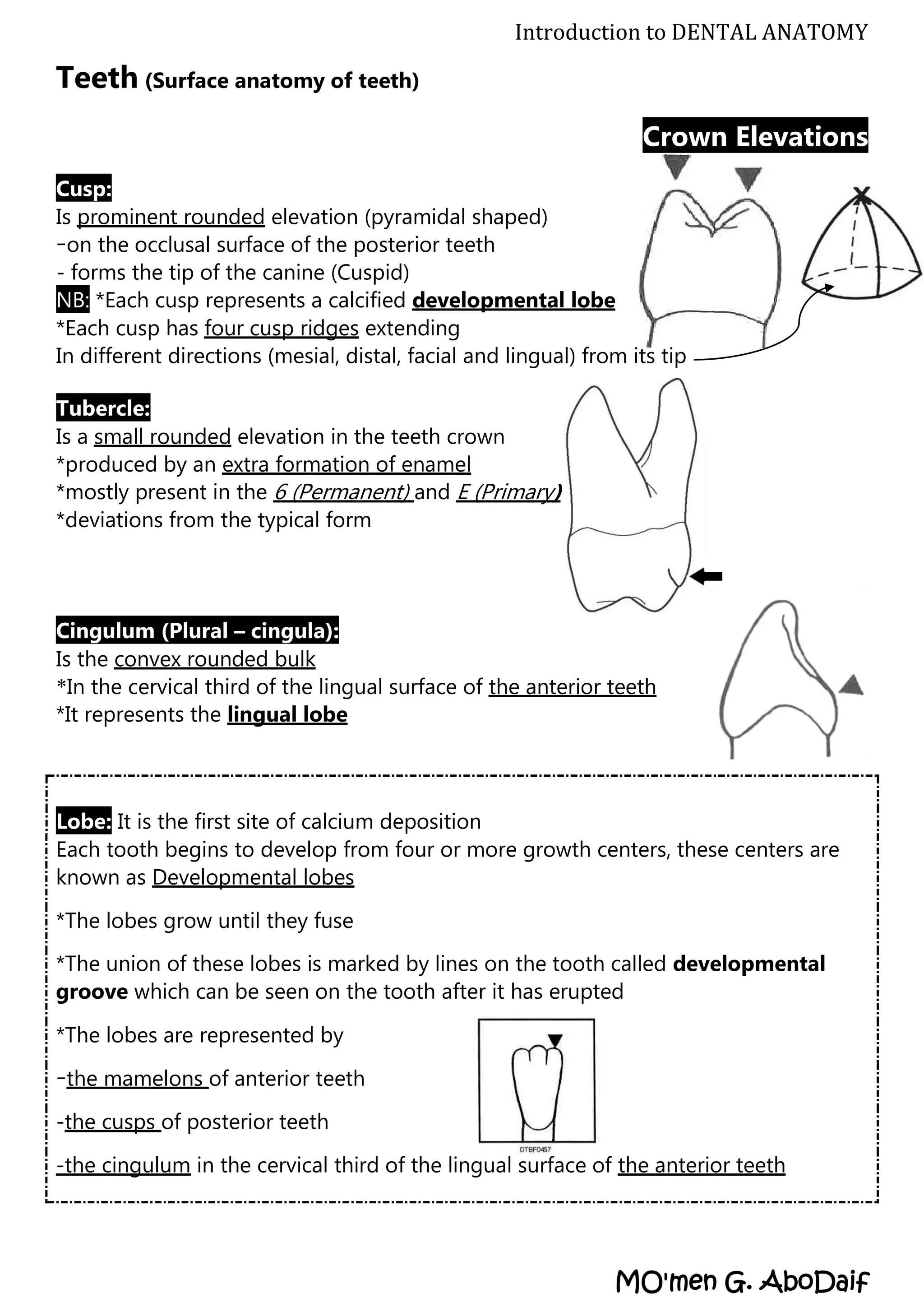 Introduction to Dental Anatomy | PDF