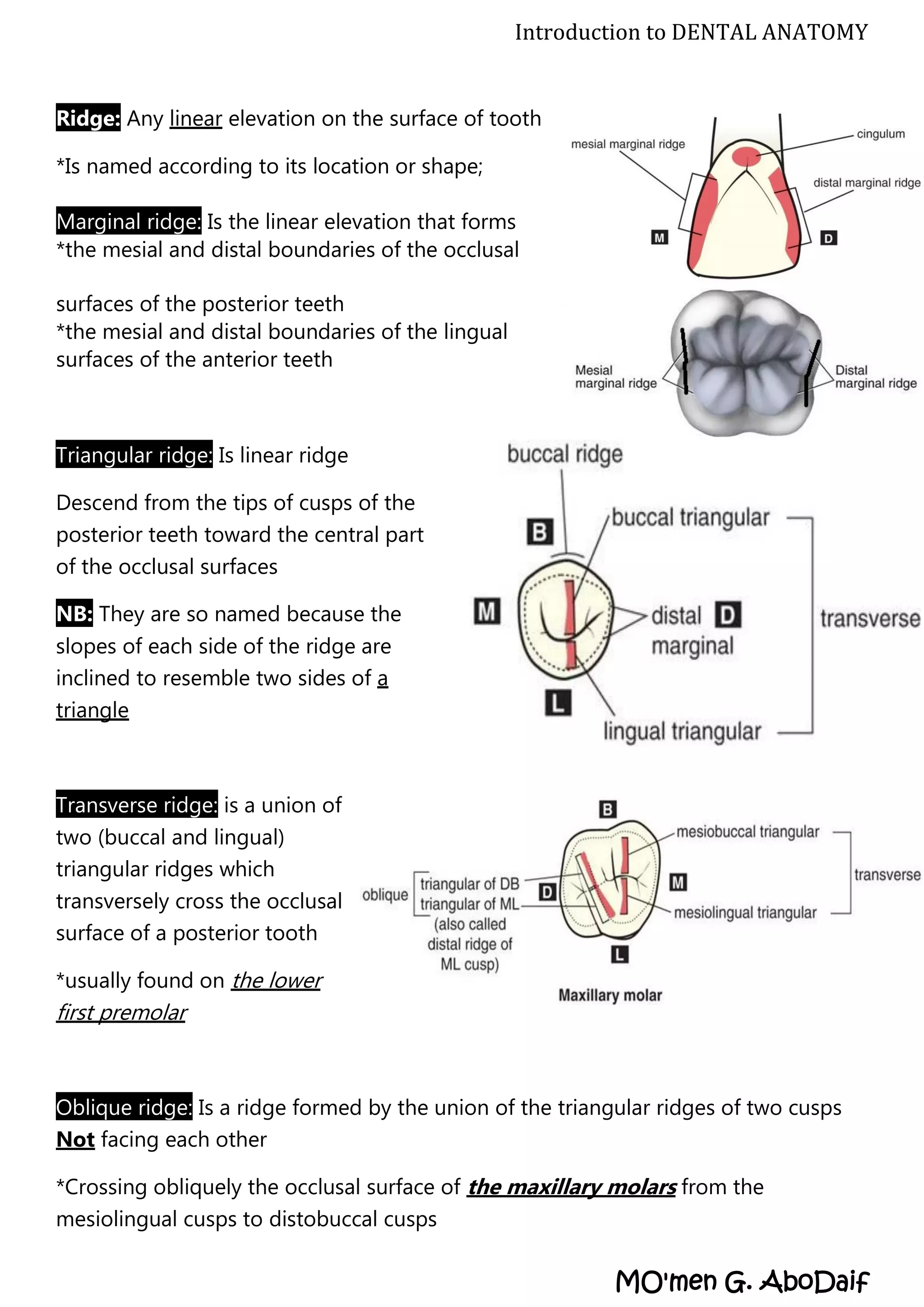Introduction to Dental Anatomy | PDF