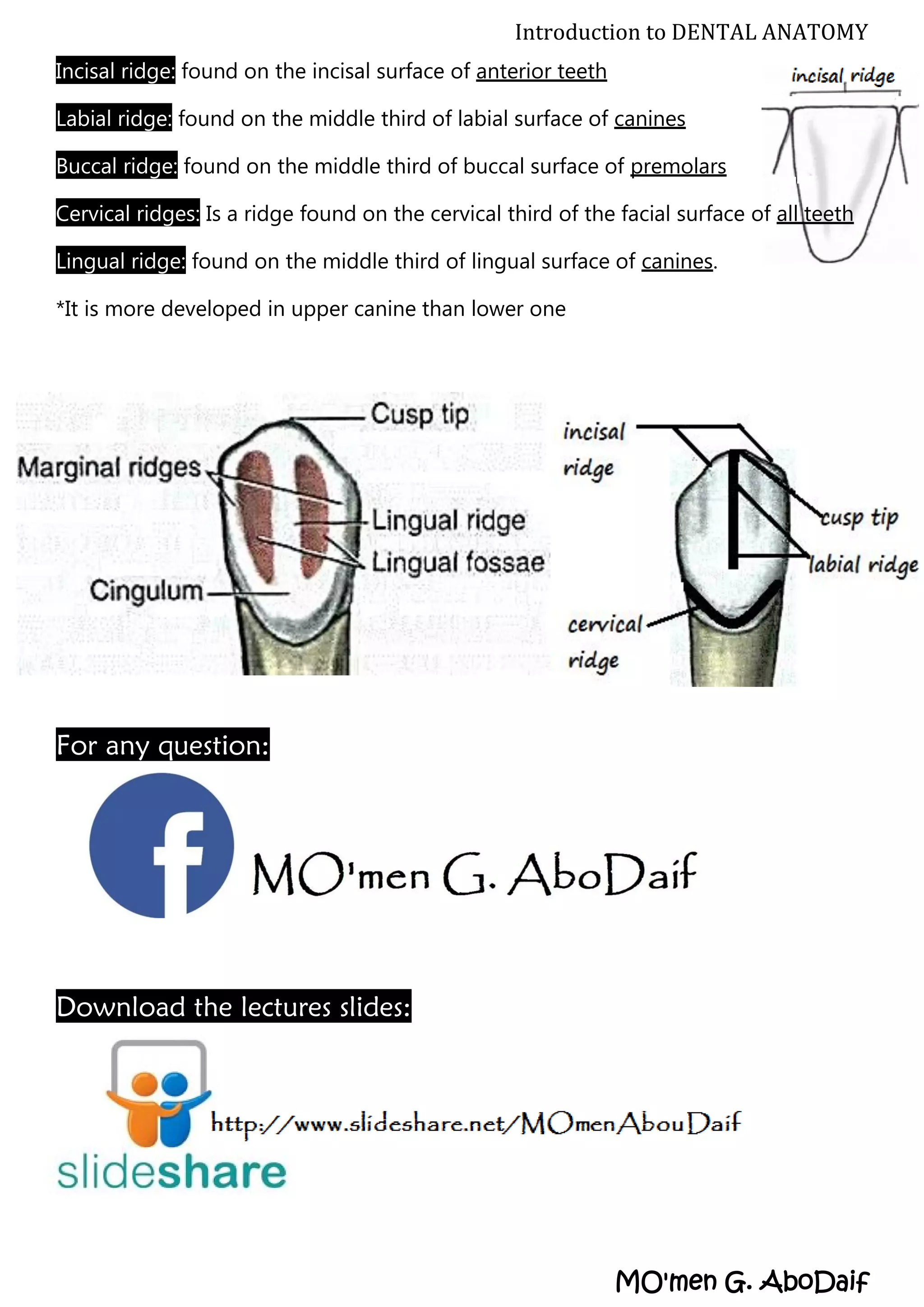 Introduction to Dental Anatomy | PDF