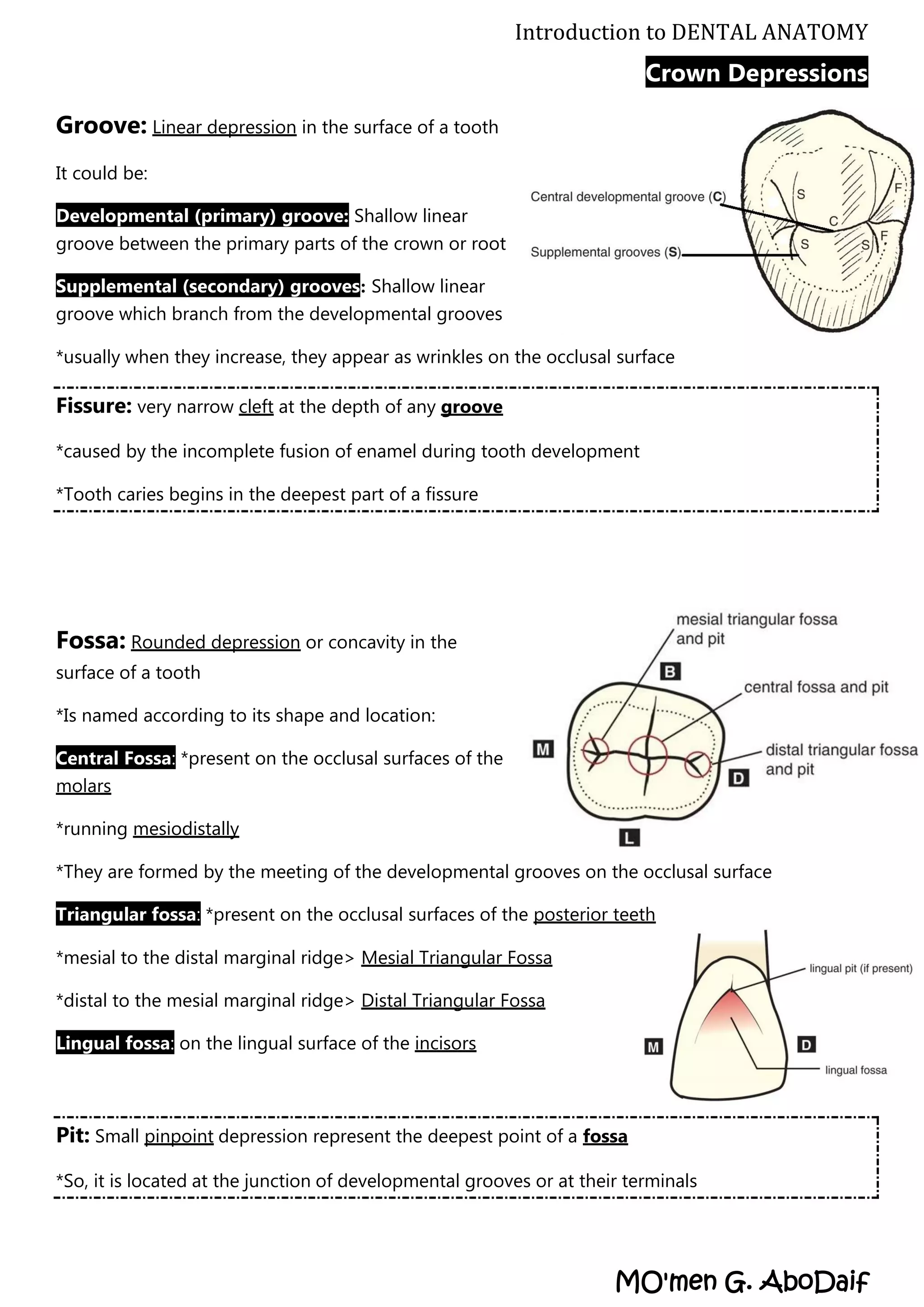 Introduction to Dental Anatomy | PDF