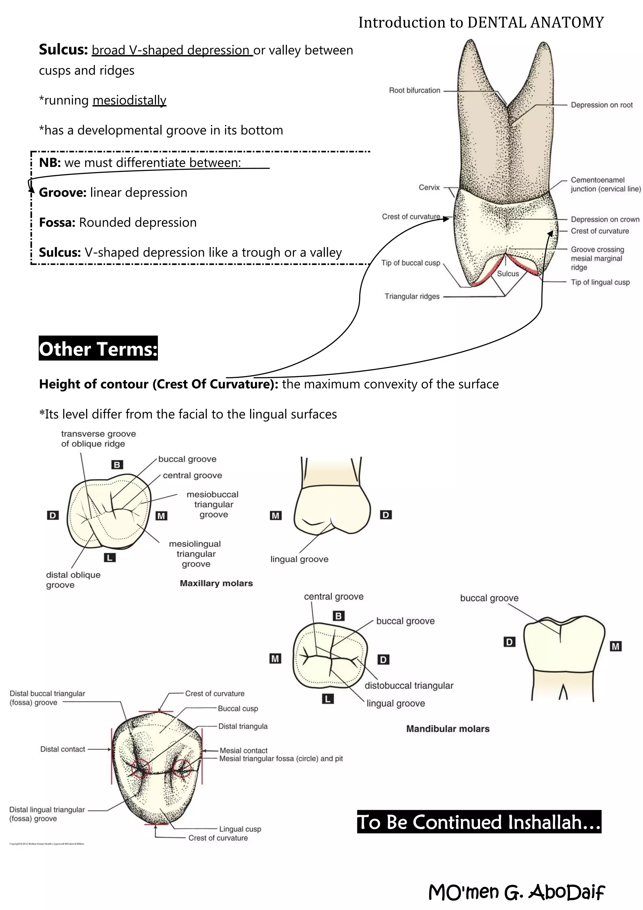 Introduction to Dental Anatomy | PDF