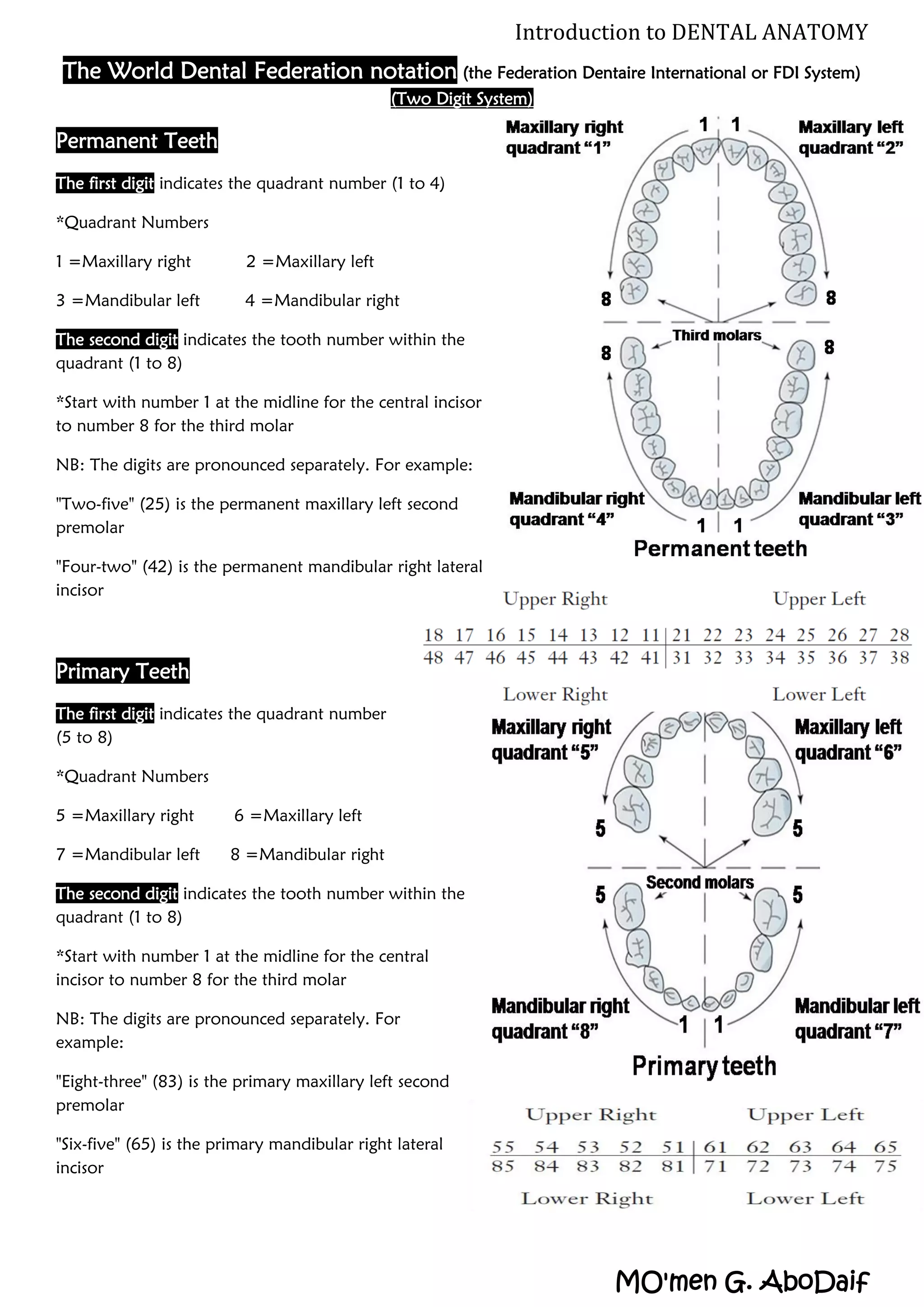 Introduction to Dental Anatomy | PDF