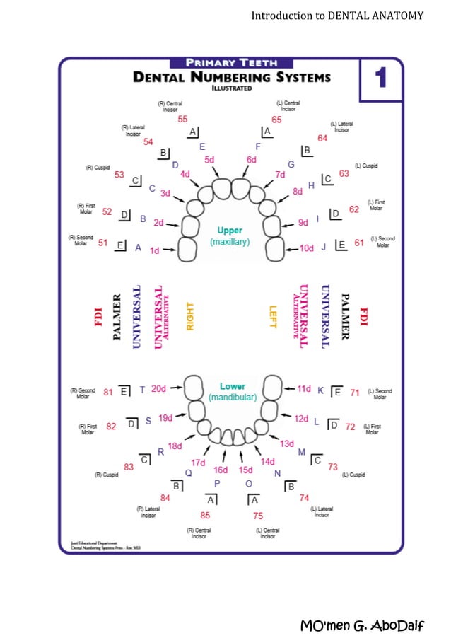 Introduction to Dental Anatomy | PDF