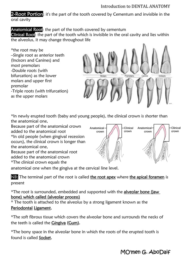 Introduction to Dental Anatomy | PDF