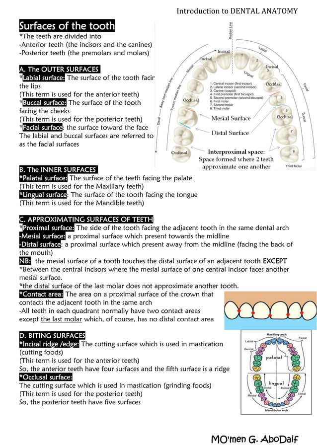 Introduction to Dental Anatomy | PDF