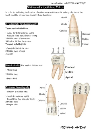 Introduction to Dental Anatomy | PDF