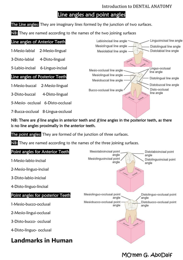 Introduction to Dental Anatomy | PDF