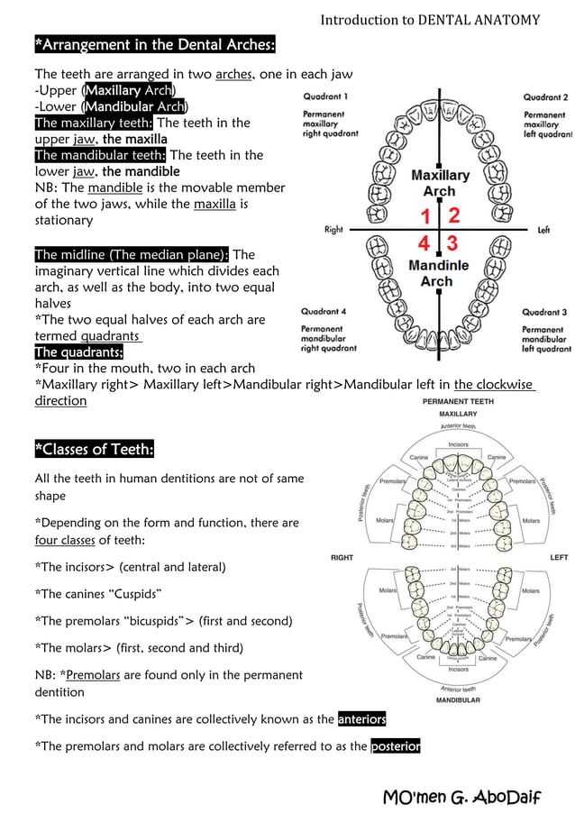 Introduction to Dental Anatomy | PDF