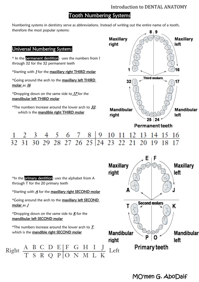 Introduction to Dental Anatomy | PDF