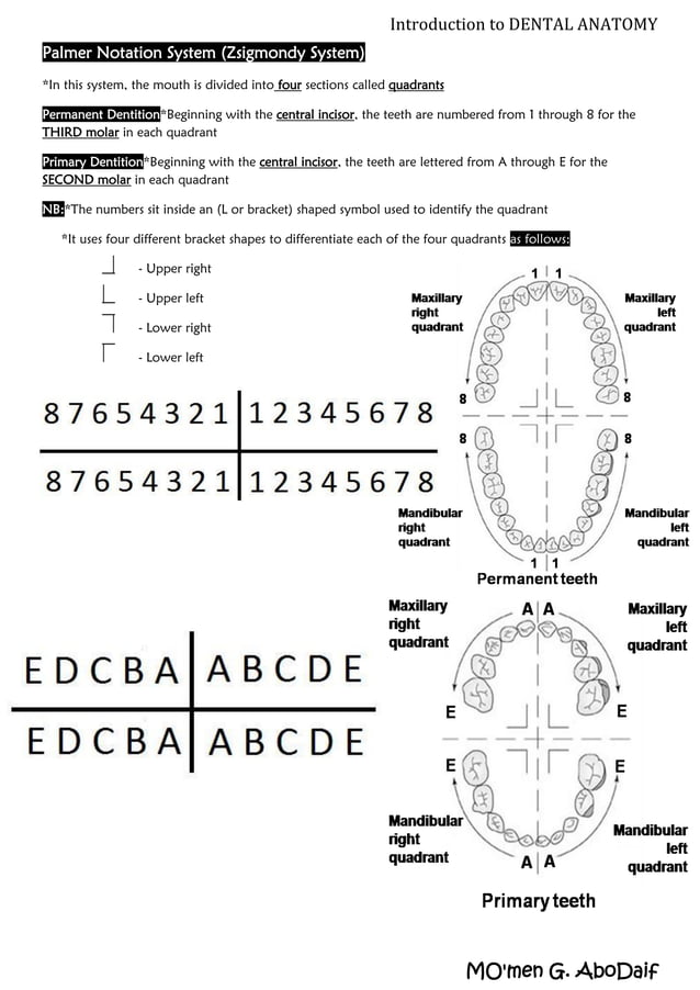 Introduction to Dental Anatomy | PDF