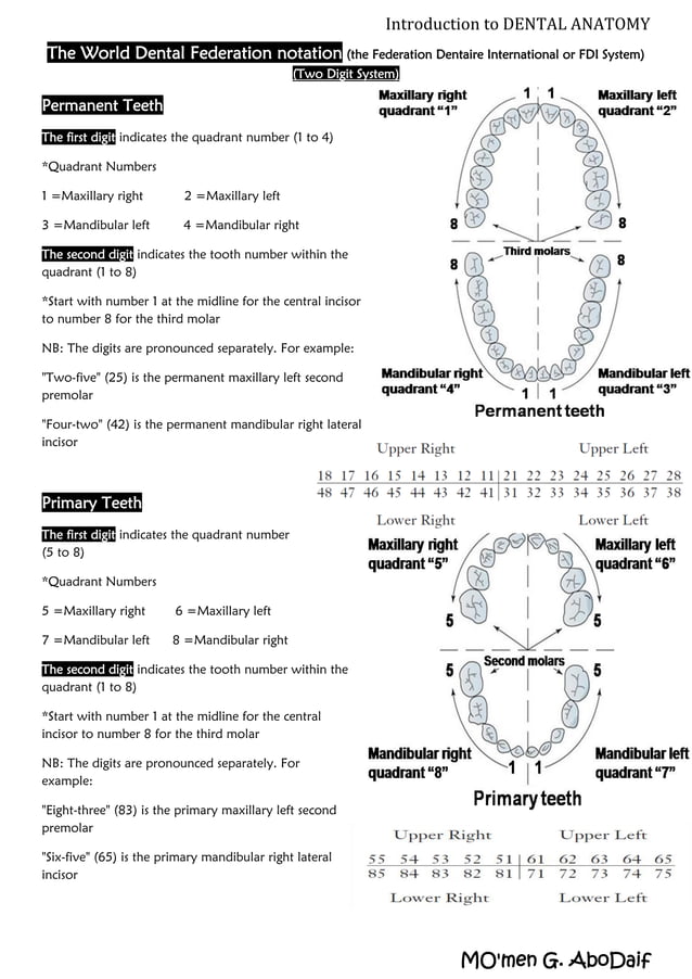 Introduction to Dental Anatomy | PDF