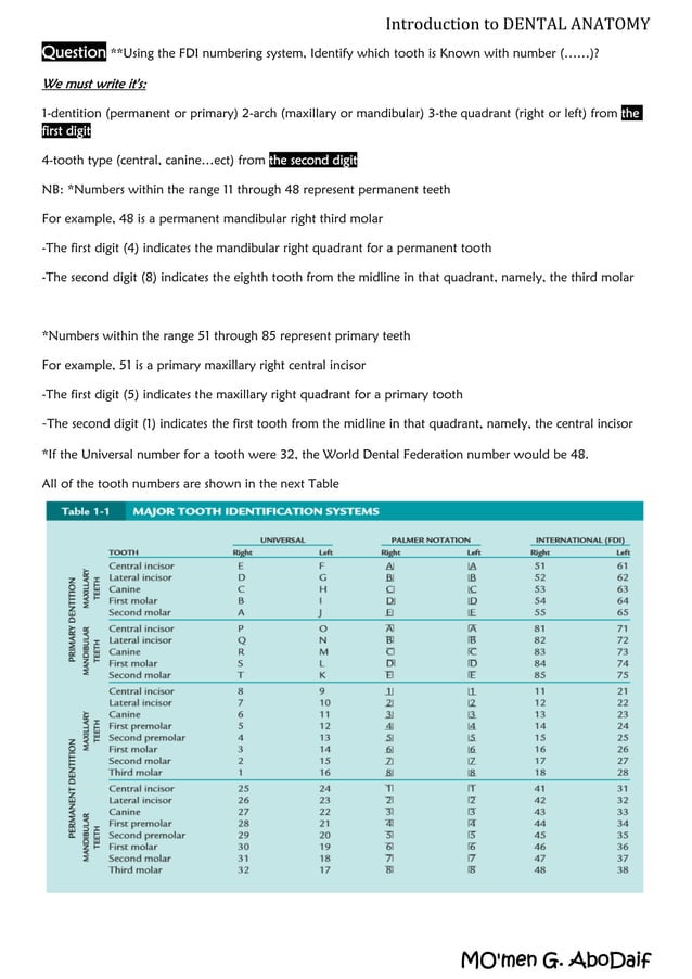 Introduction to Dental Anatomy | PDF