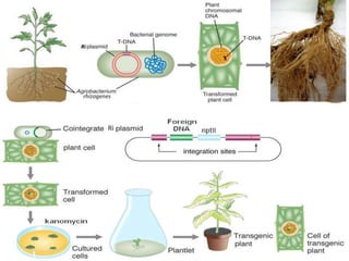 Production of Plant Secondary Metabolite (RESERPINE) | PPTX