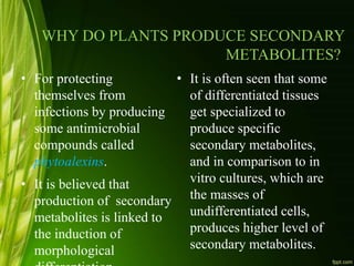 Production of Plant Secondary Metabolite (RESERPINE) | PPTX