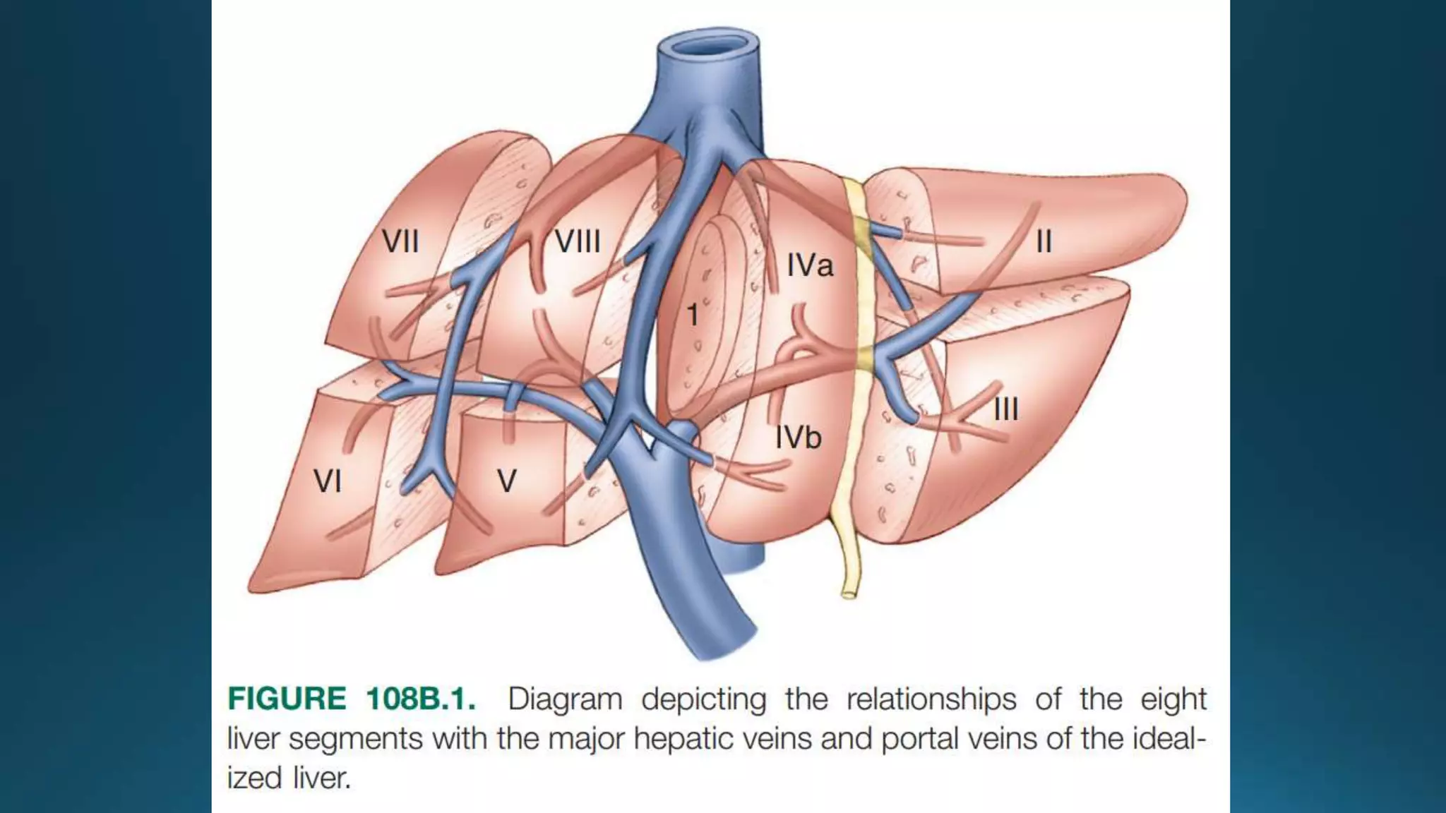 Introduction To Hepatic Surgery Ppt