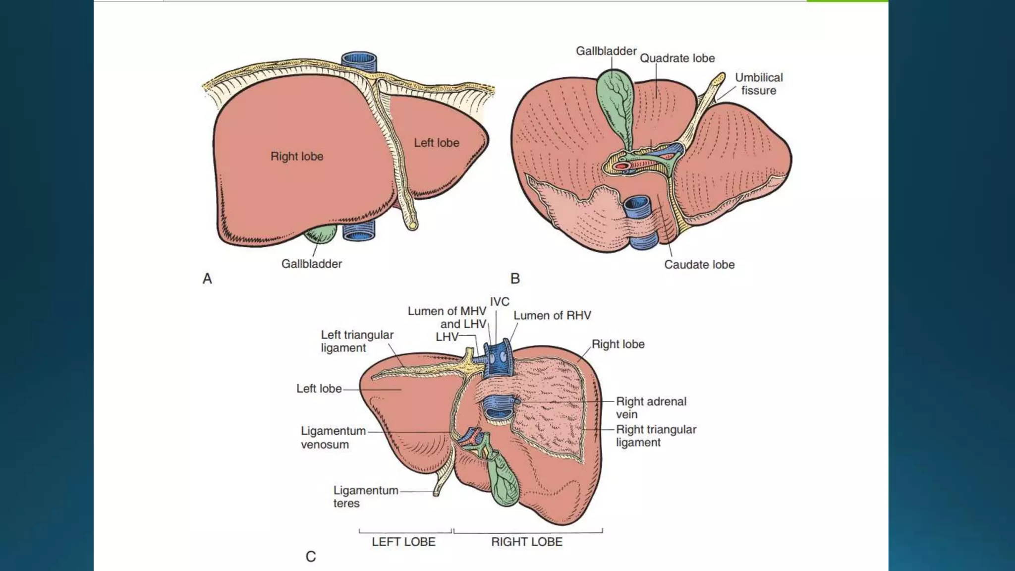 Introduction To Hepatic Surgery Ppt