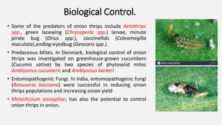 onion thrips | PPTX