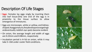 onion thrips | PPTX