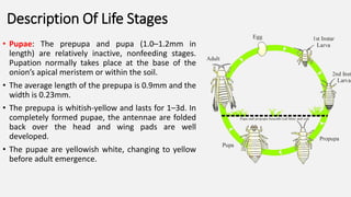 onion thrips | PPTX