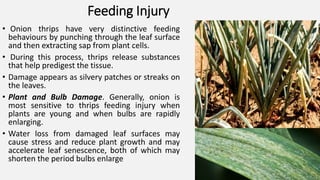 onion thrips | PPTX