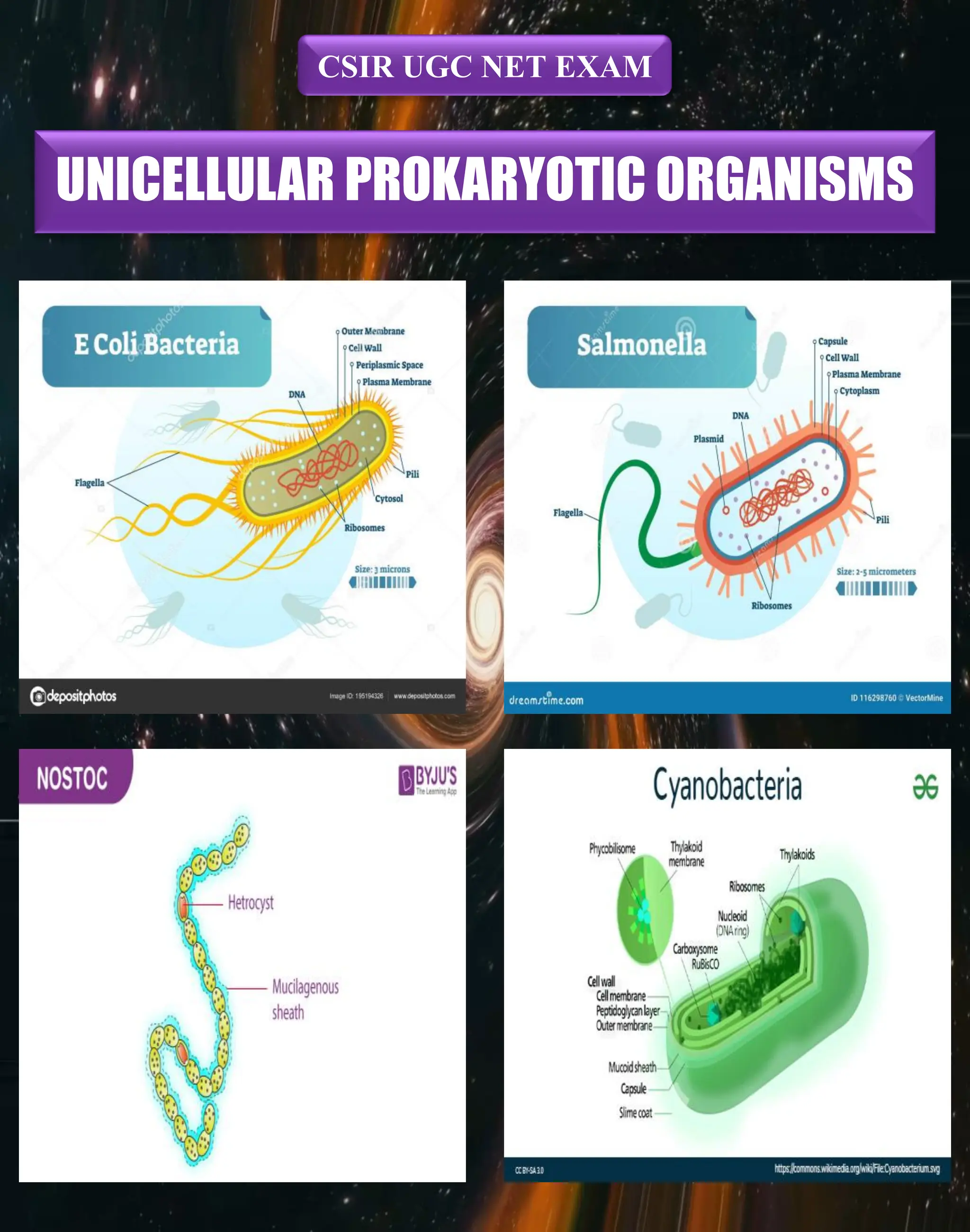 Prokaryotic Vs Eukaryotic / Unicellular Vs Multicellular Organism ...