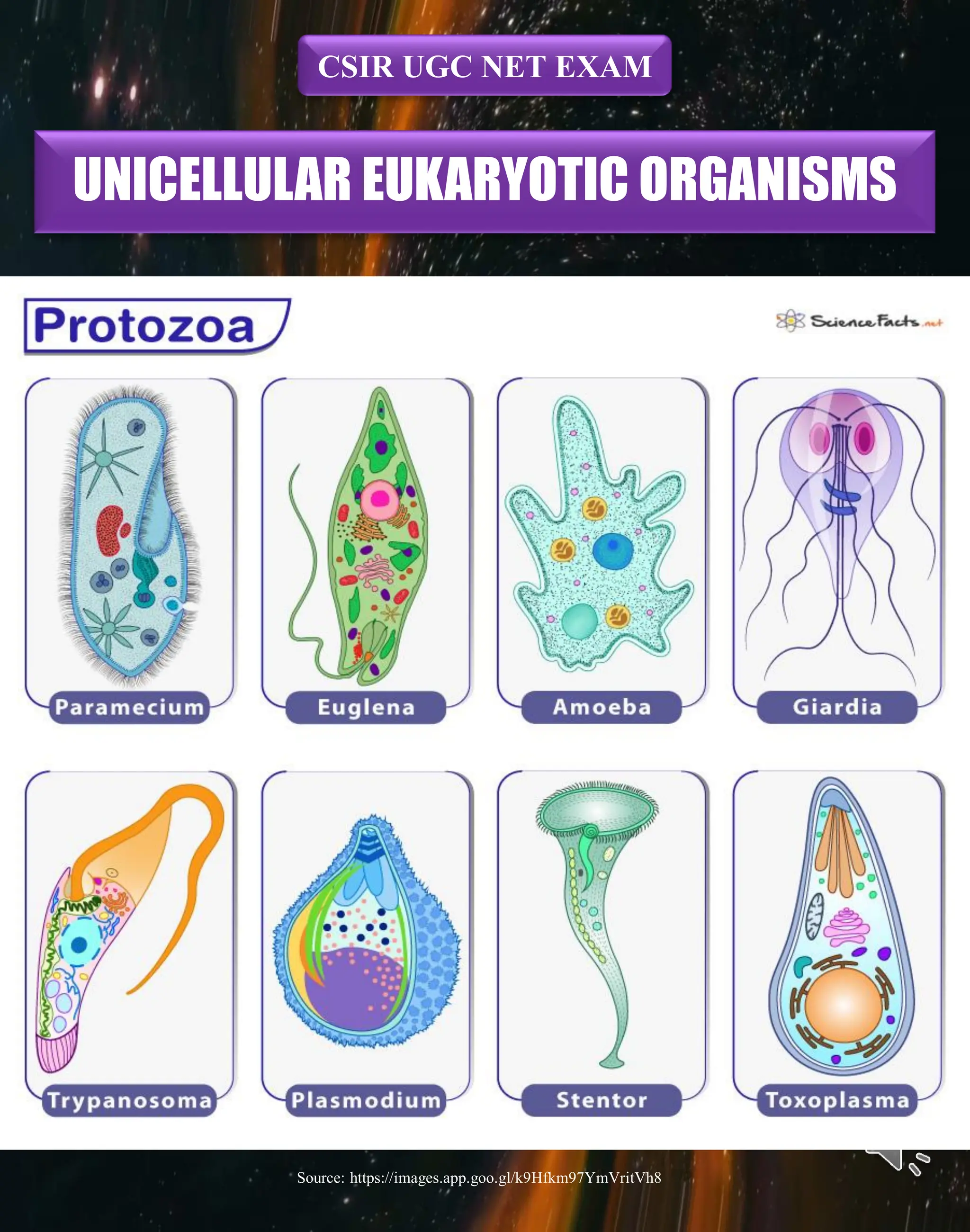 Prokaryotic Vs Eukaryotic / Unicellular Vs Multicellular Organism ...