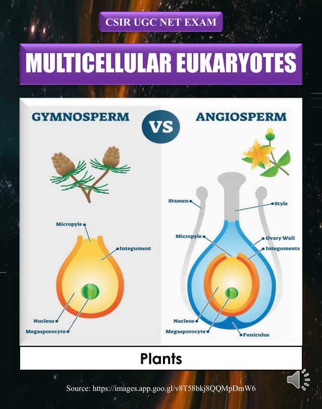 Prokaryotic Vs Eukaryotic / Unicellular Vs Multicellular Organism ...