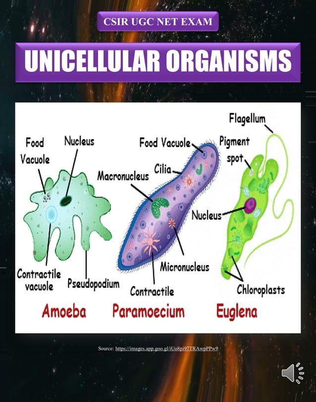 Prokaryotic Vs Eukaryotic / Unicellular Vs Multicellular Organism ...