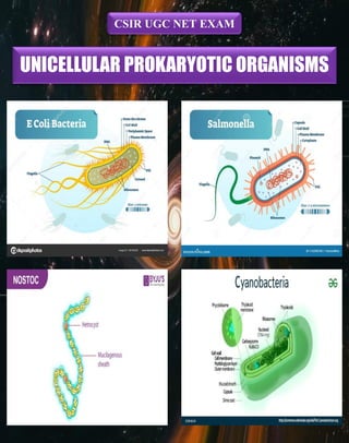 Prokaryotic Vs Eukaryotic / Unicellular Vs Multicellular Organism ...
