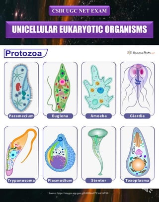 Prokaryotic Vs Eukaryotic / Unicellular Vs Multicellular Organism ...