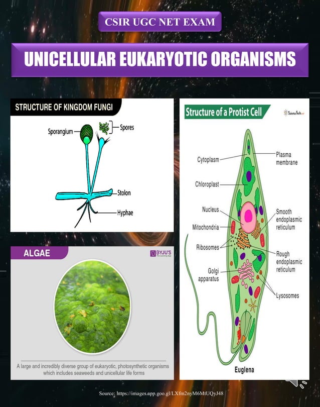 Prokaryotic Vs Eukaryotic / Unicellular Vs Multicellular Organism ...