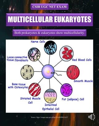 Prokaryotic Vs Eukaryotic / Unicellular Vs Multicellular Organism ...