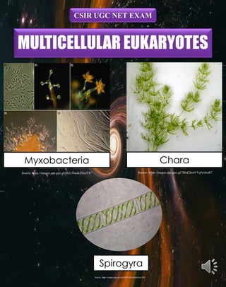 Prokaryotic Vs Eukaryotic / Unicellular Vs Multicellular Organism ...