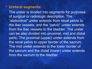 Introduction of genitourinary system.ppt