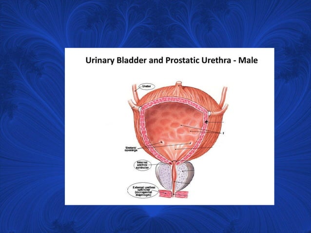 Introduction of genitourinary system.ppt | Medical Health