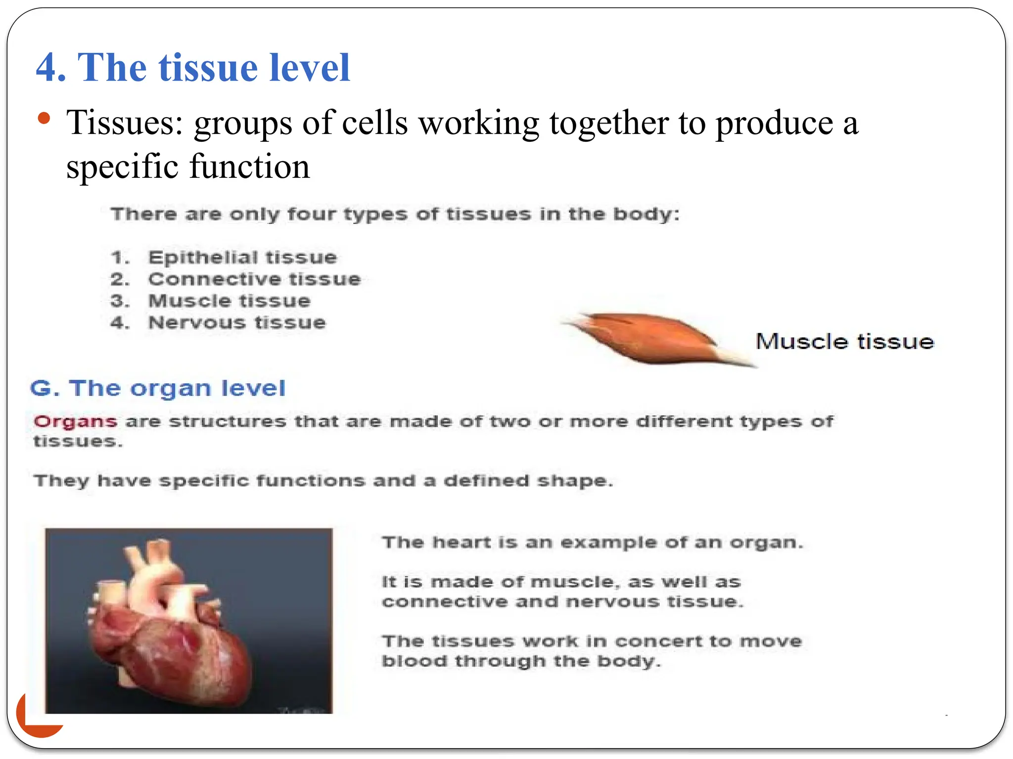 Introduction to physiology power point.pptx