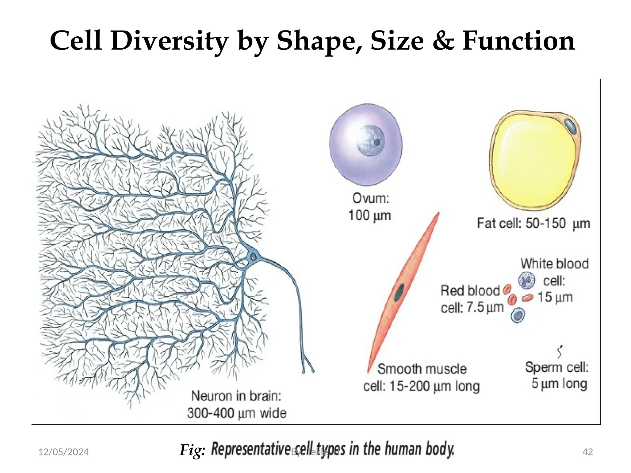 Introduction to physiology power point.pptx