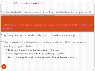 INTRODUCTION human anatomy for students.pptx