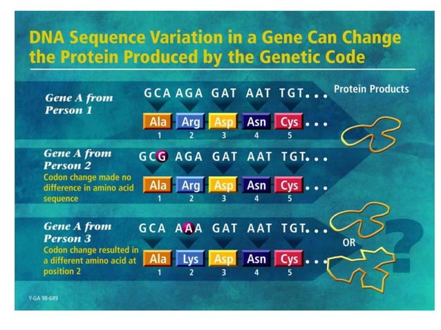 Introduction-basic-human-genetics-Hamamy-2011.pdf