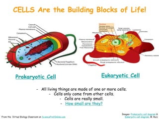 Introduction-Biology-Lecture-PowerPoint-VBC.pptx