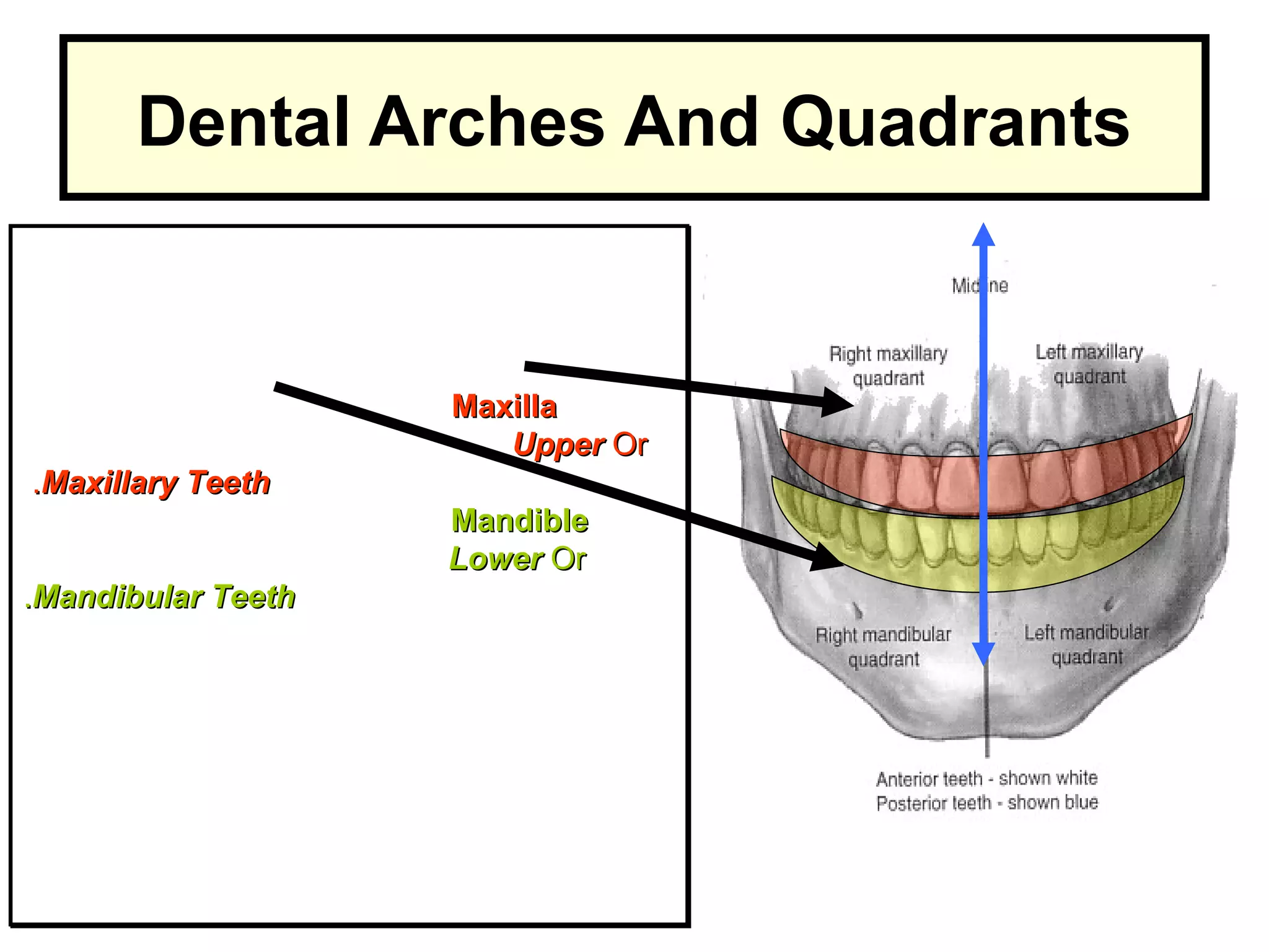 Introduction dental anatomy | PPT