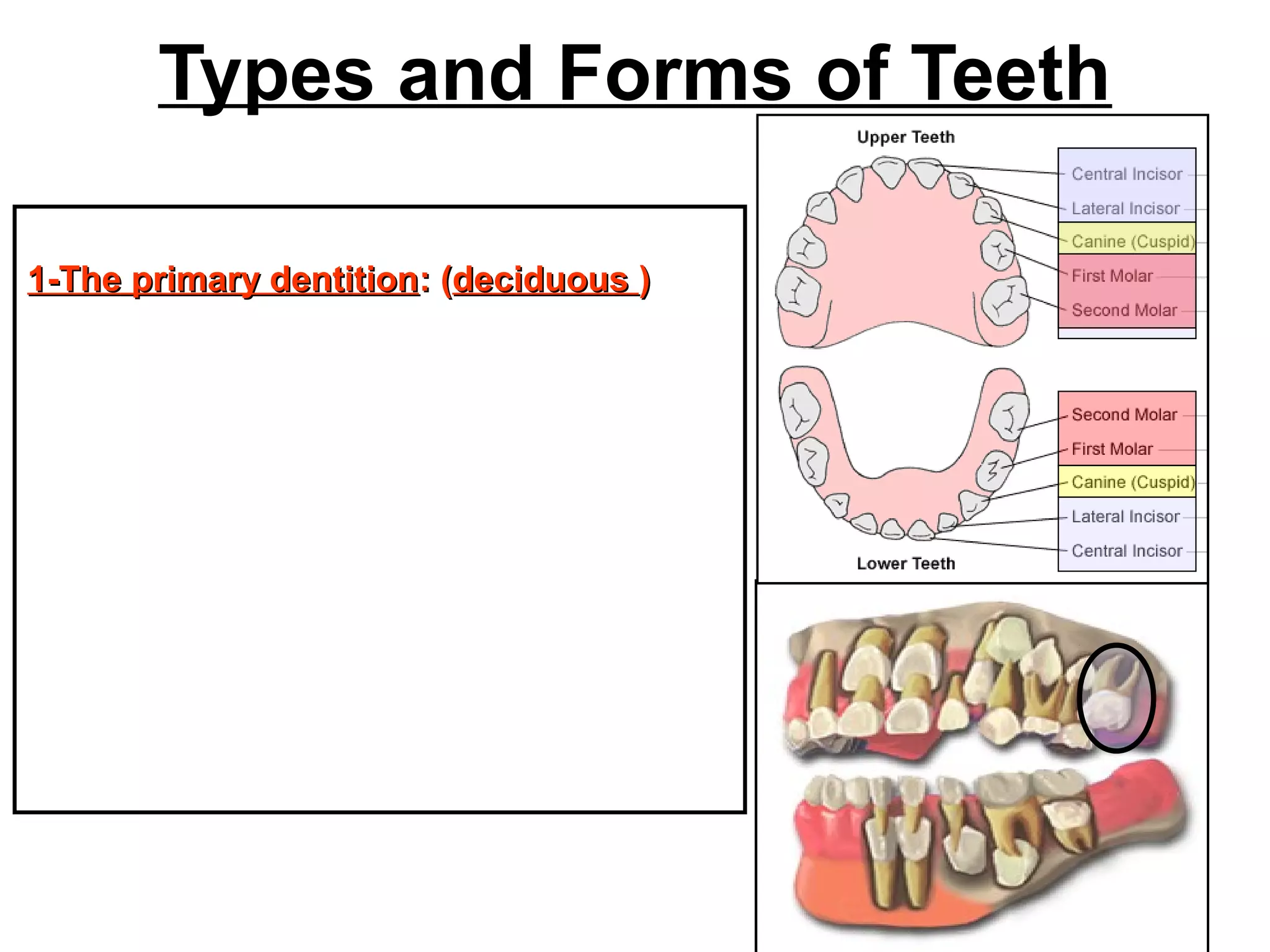 Introduction dental anatomy | PPT