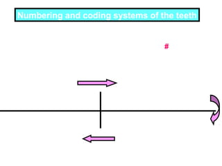 Introduction dental anatomy | PPT